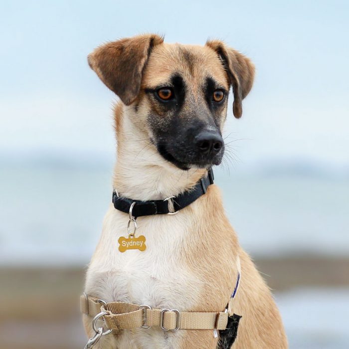 Home - Last Hope K9 Rescue