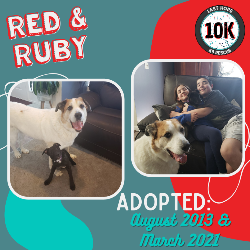 10K Lives Saved: Ruby and Red's Adoption Stories - Last Hope K9 Rescue