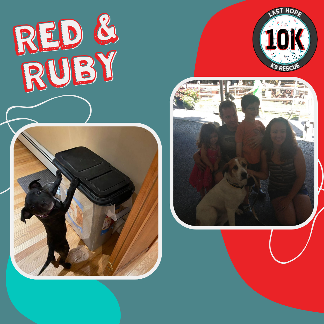10K Lives Saved: Ruby and Red's Adoption Stories - Last Hope K9 Rescue